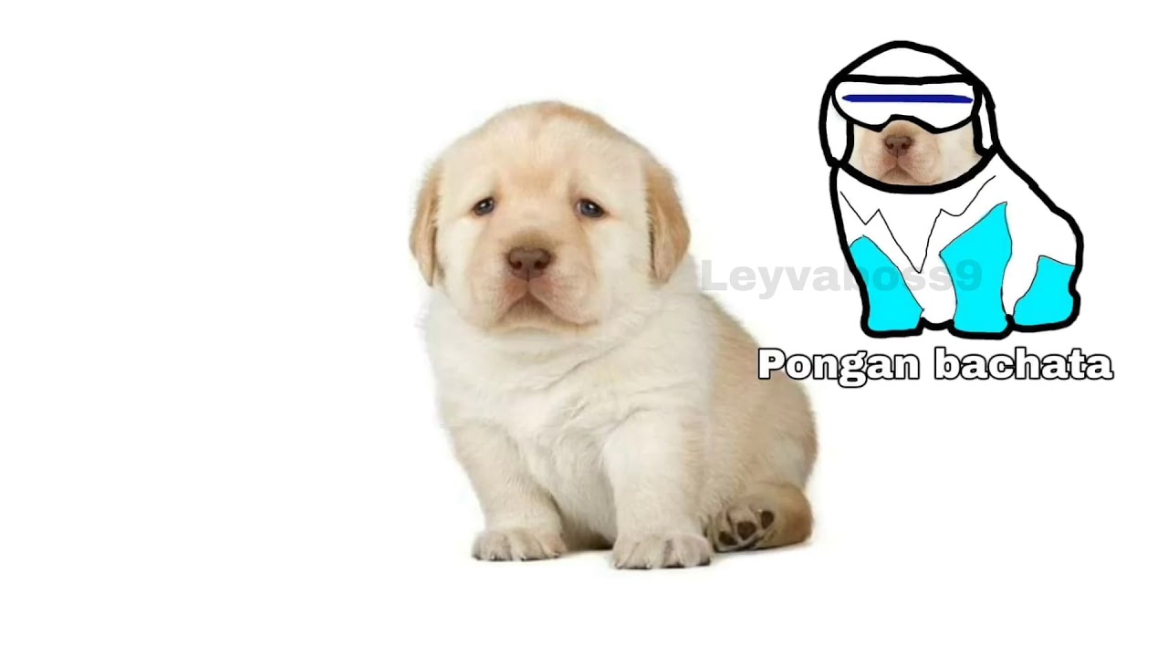 El meme del perro truste murio - YouTube