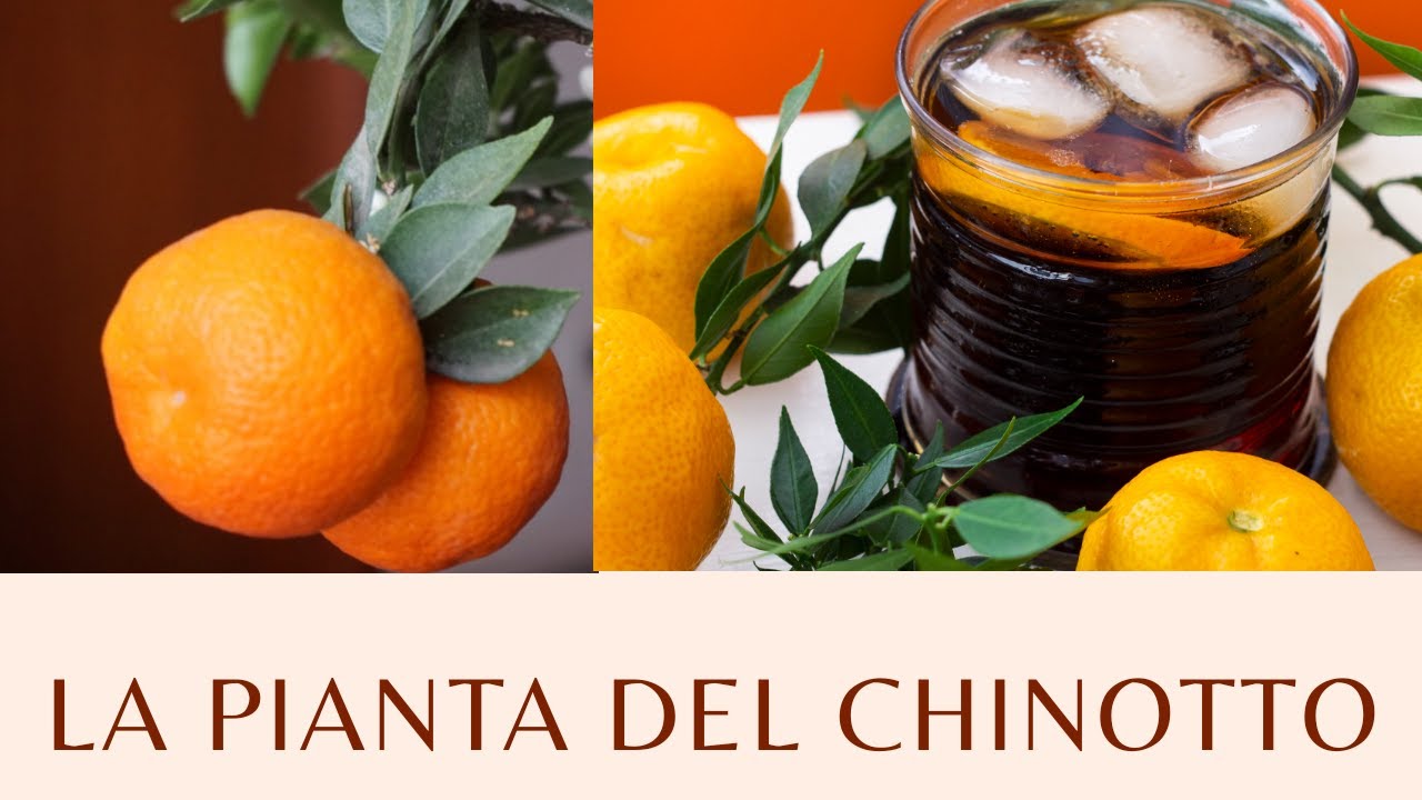 Chinotto