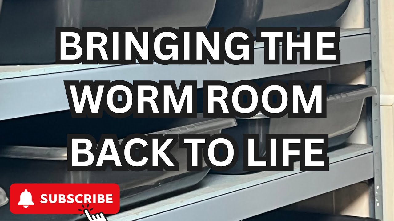 Worm Room Comeback, The Red Wiggler Rescue. #wormfarm #vermicompost # ...