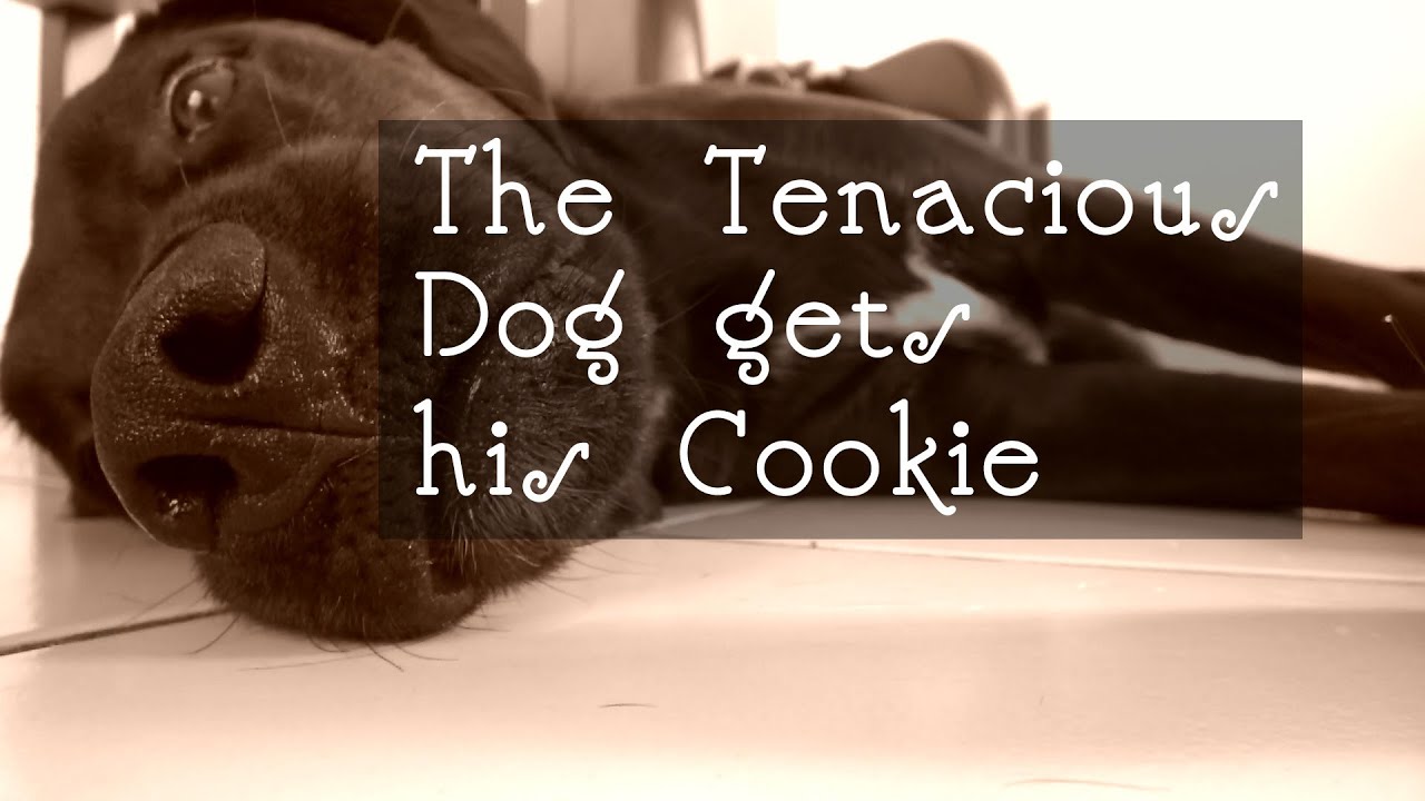 The Tenacious Dog Gets His Cookie - YouTube