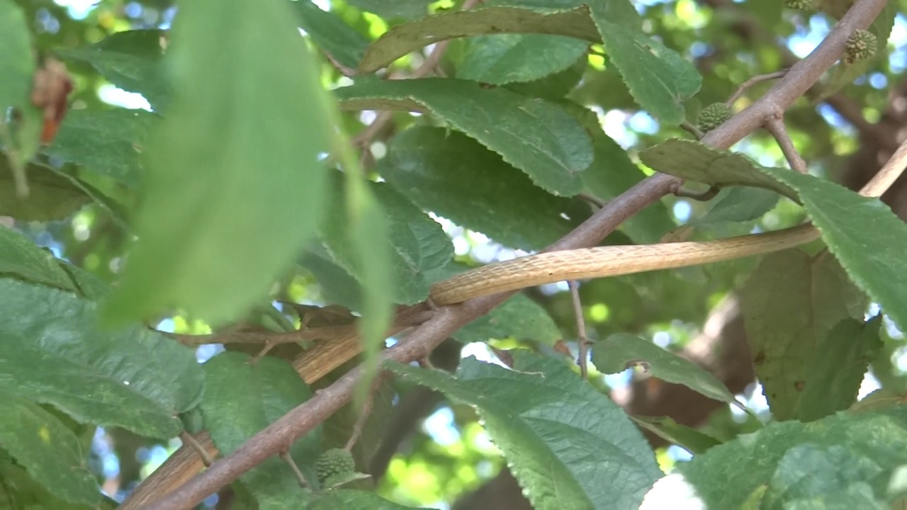 Oxybelis aeneus (Mexican Vine Snake or Brown Vine Snake - Bejuquilla ...