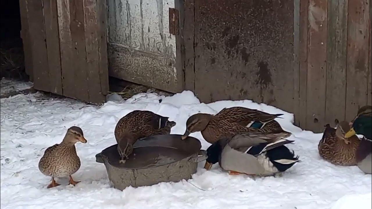 Дикая утка в роли подсадной) Эксперимент - YouTube