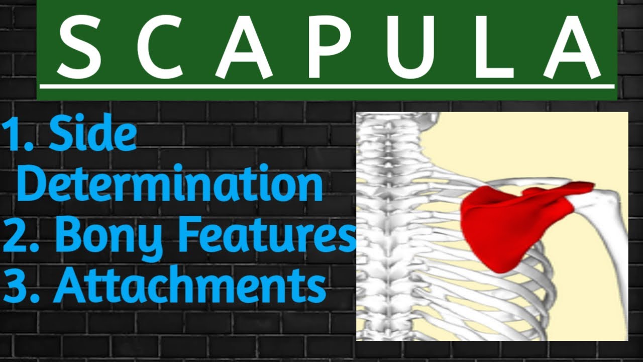 Anatomy of SCAPULA Bone | Side determination, Bony Features ...