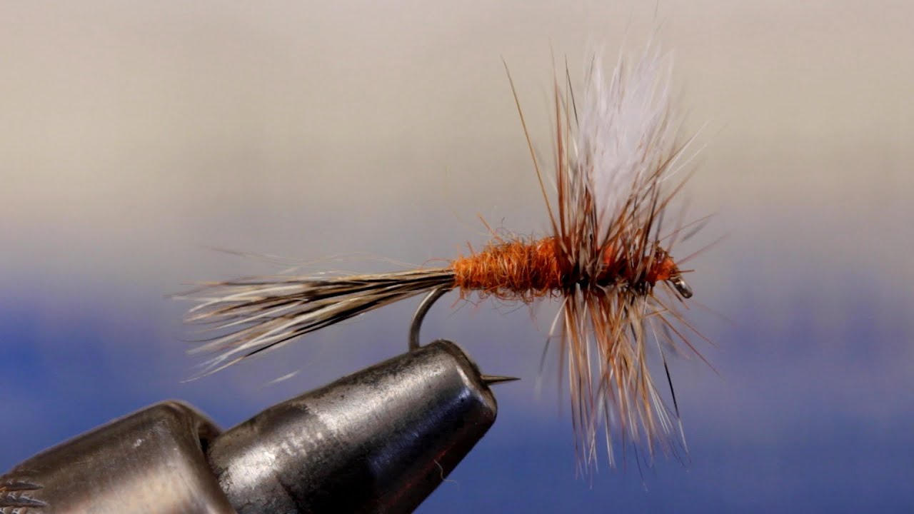 Ausable Wulff - YouTube