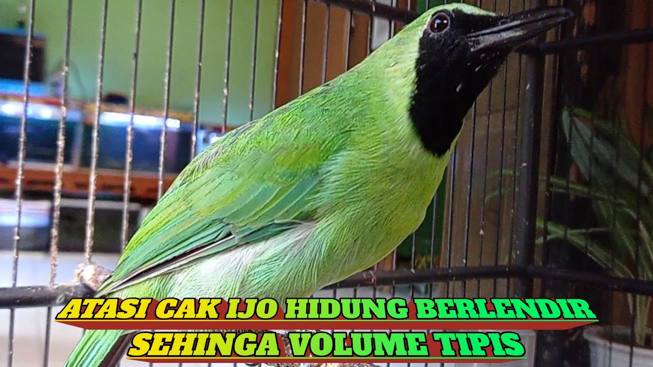 Cucak Ijo Hidung Berlendir Volume Tipis - YouTube