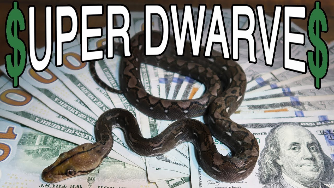pet snakes and dogs How Much DOES a Super Dwarf Retic Cost? - free ...
