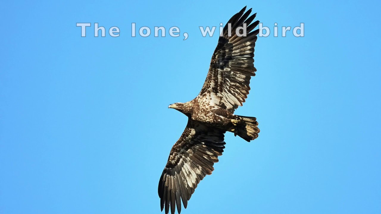 #15 The Lone, Wild Bird - YouTube