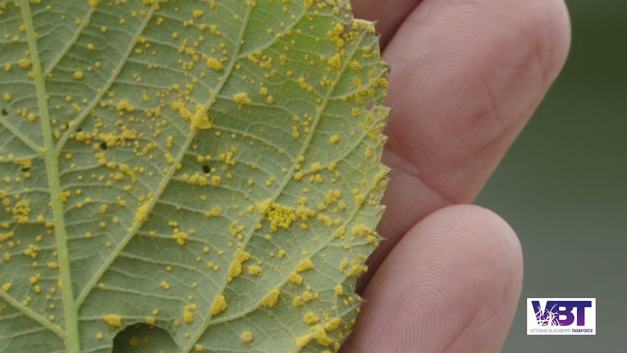 VBT - Blackberry Rust Fungus - YouTube