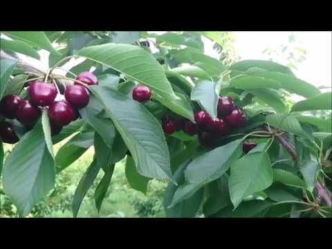 Lapins Cherries Harvest Season 2017