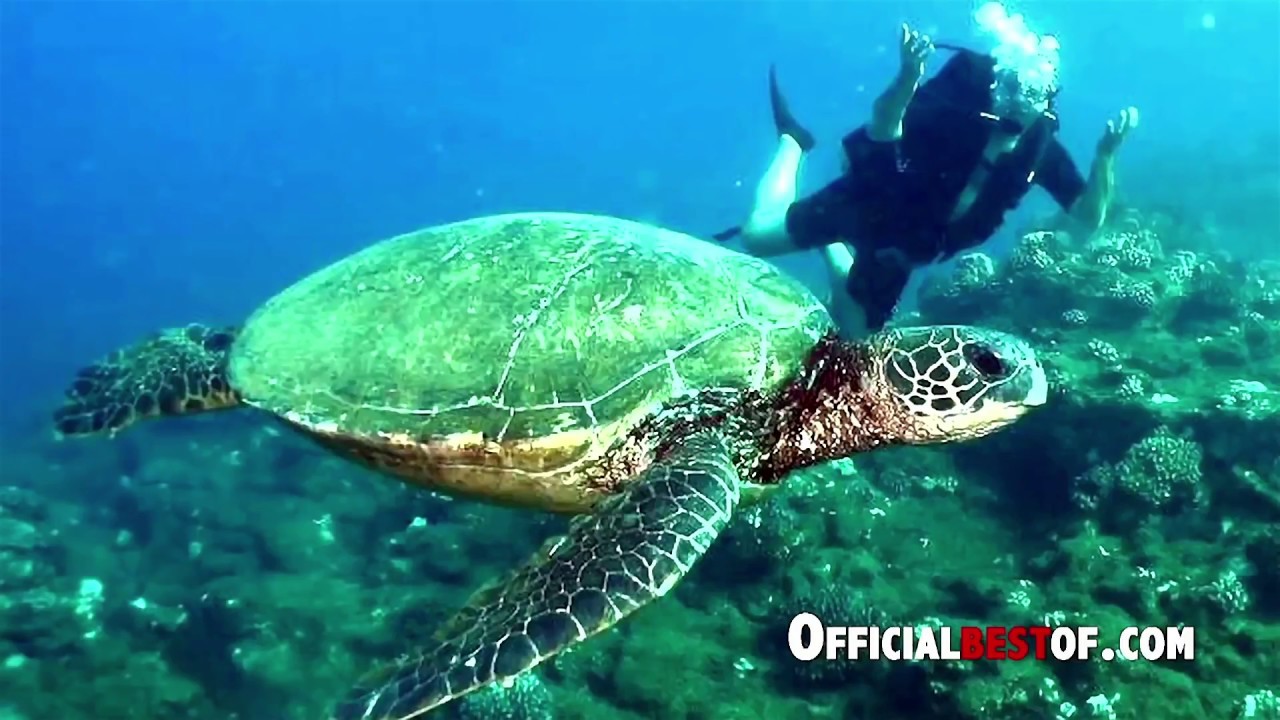Blue Dolphin Charters - Best Kauai Cruises - Hawaii 2020 - YouTube