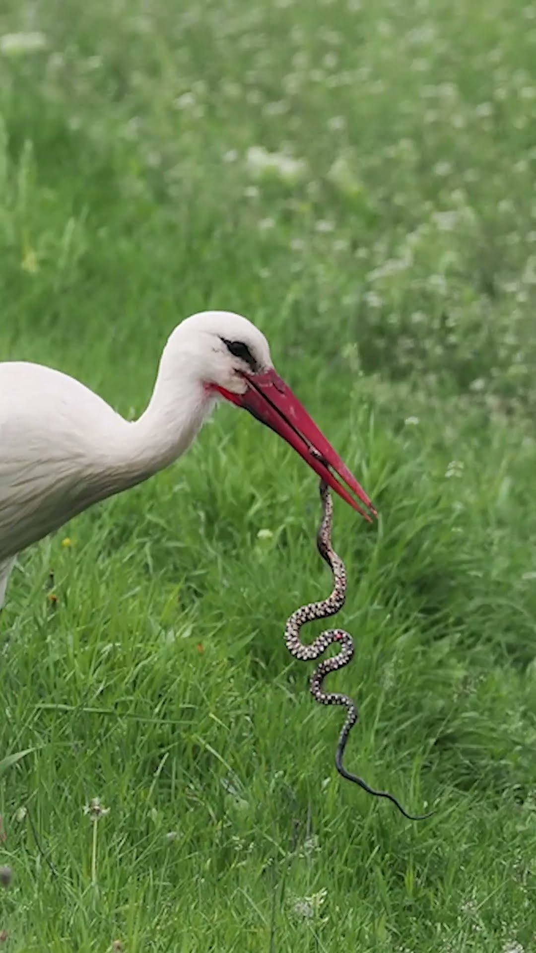 The white stork eating a dice snake #shortvideo #birds #wildlife #snake ...