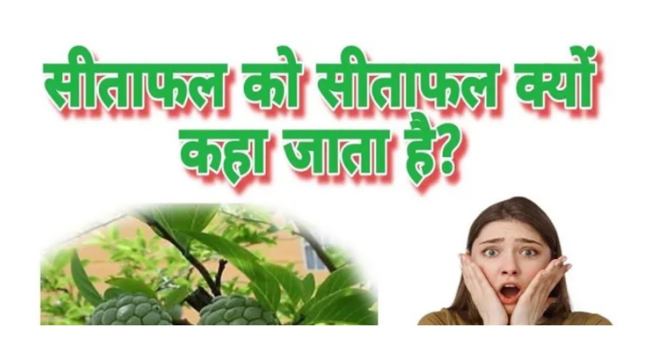 seeta phal || seeta phal khane ke fayde || @sonukevlogs1210 - YouTube