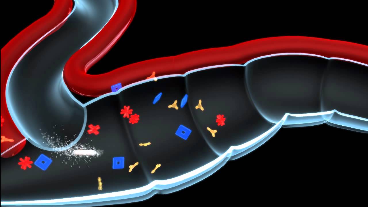 Renadyl -How it works - YouTube