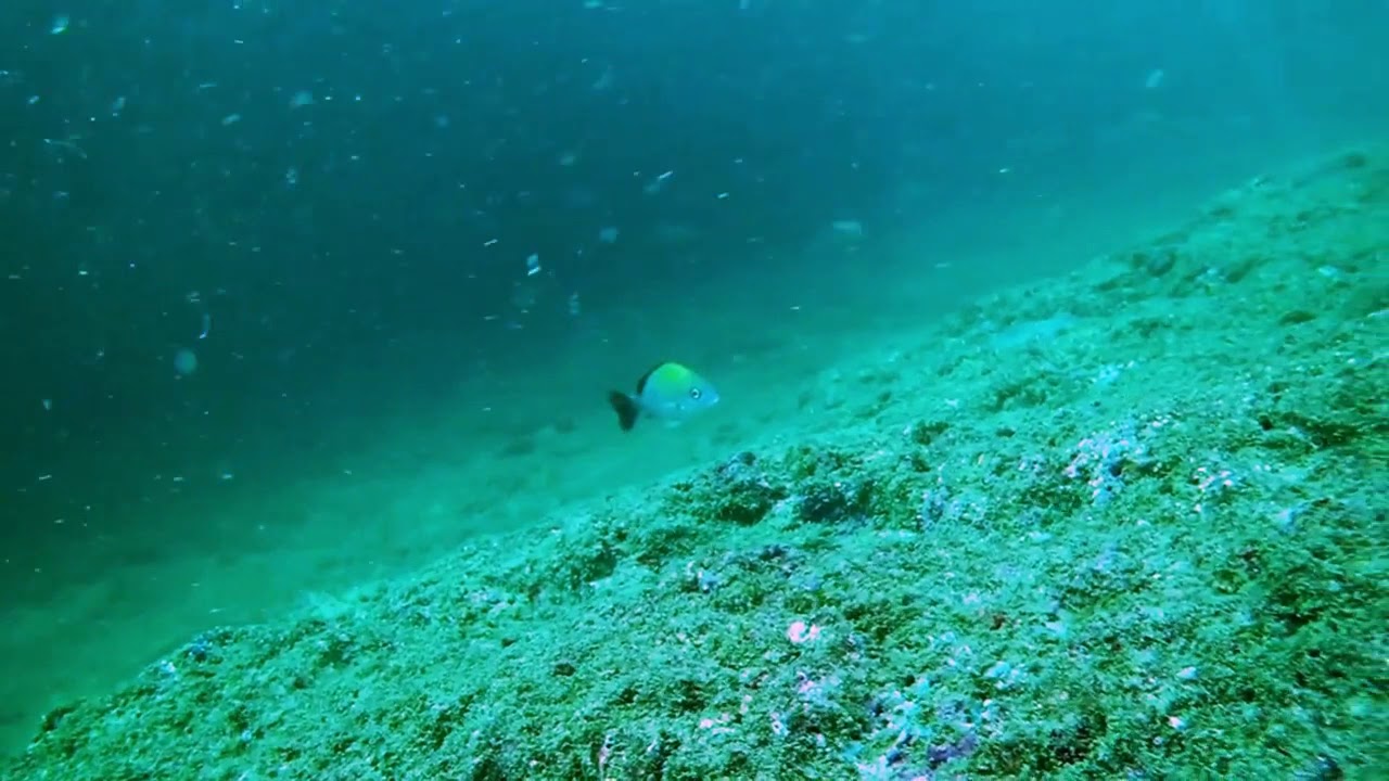 Black tail snapper - YouTube