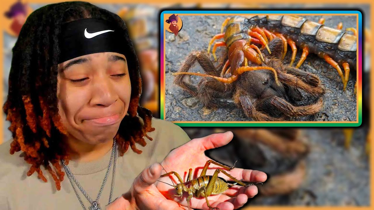 15 Deadliest Fights in the Insect Kingdom.. These Bugs Have No Chill 😨 ...