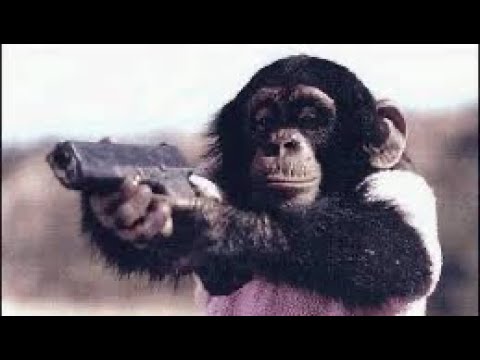 Monkeys use weapon to fight with each other #monkey #stupid #weapon # ...