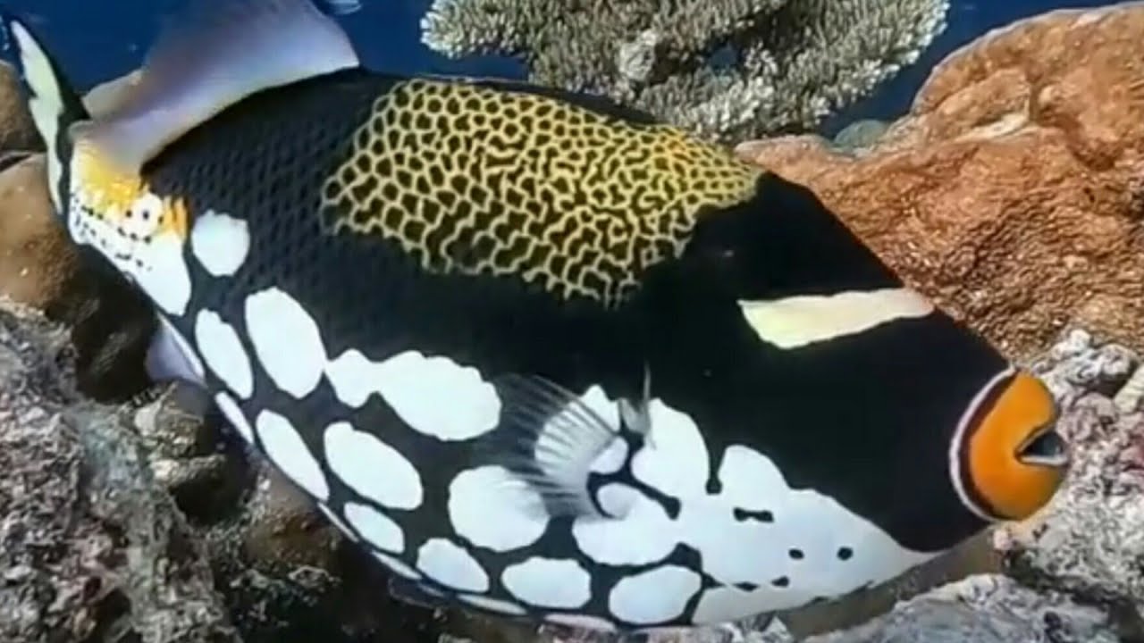 triggerfish aquarium | clown triggerfish | saltwater aquarium | marine ...