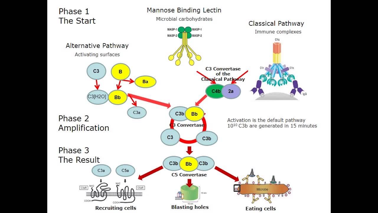 The Complement System Made Simple - YouTube