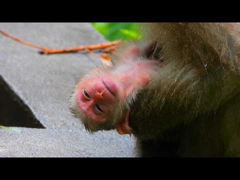 Comigrations 18/6/2026! Young mother monkey  Metreay give birth, Newborn is girl name Meta
