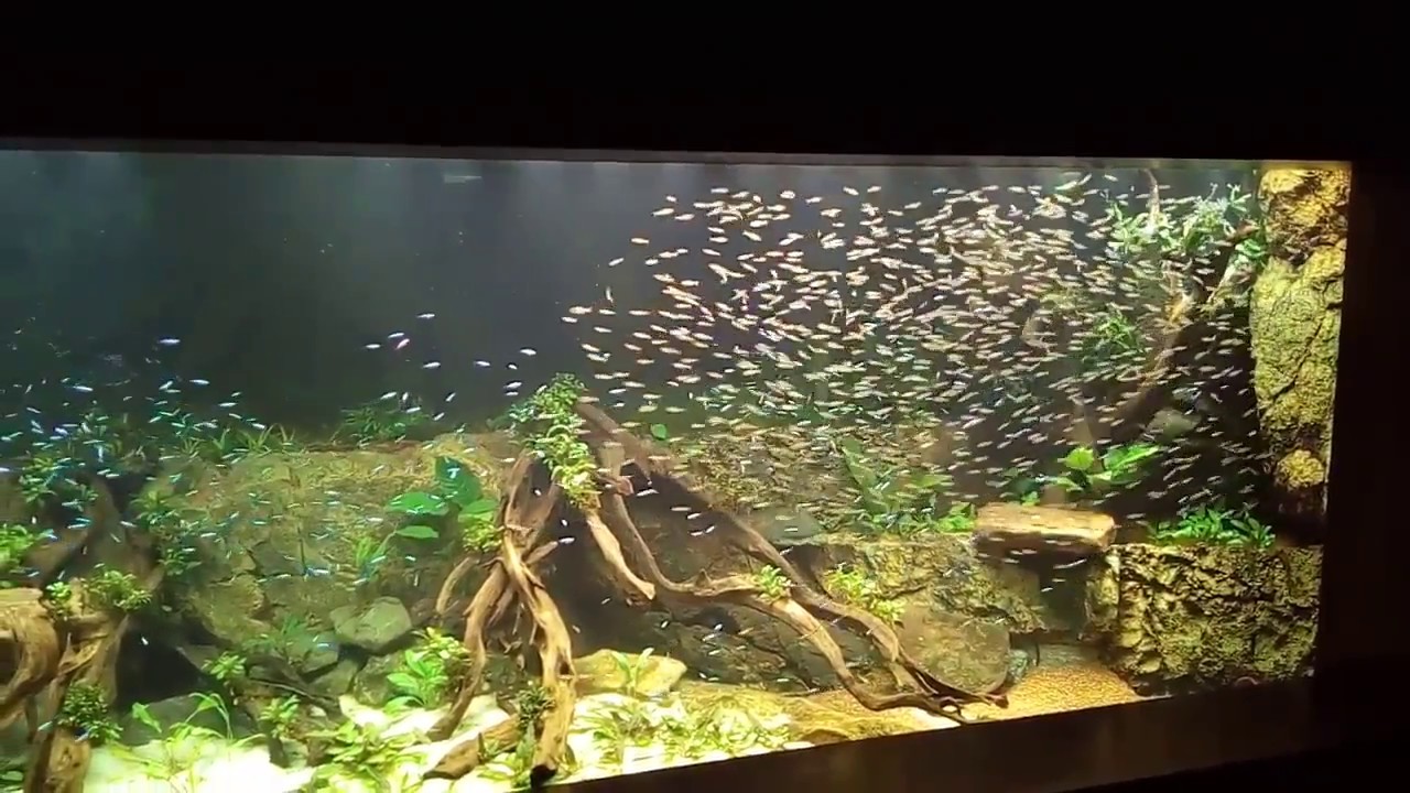 Biggest tank with a huge of fishes so beautiful - YouTube