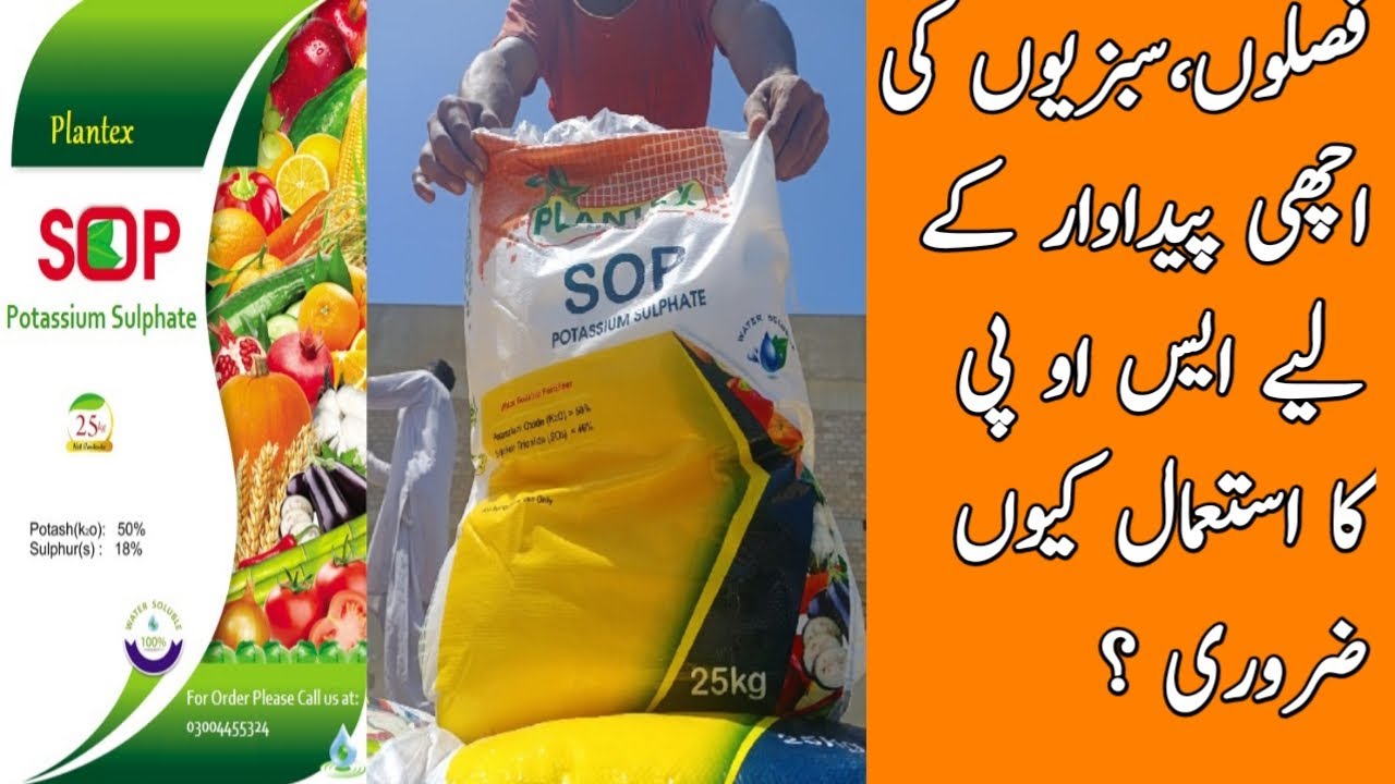 How to Use SOP Fertilizer | Where to Buy SOP Fertilizer | Benefits of ...