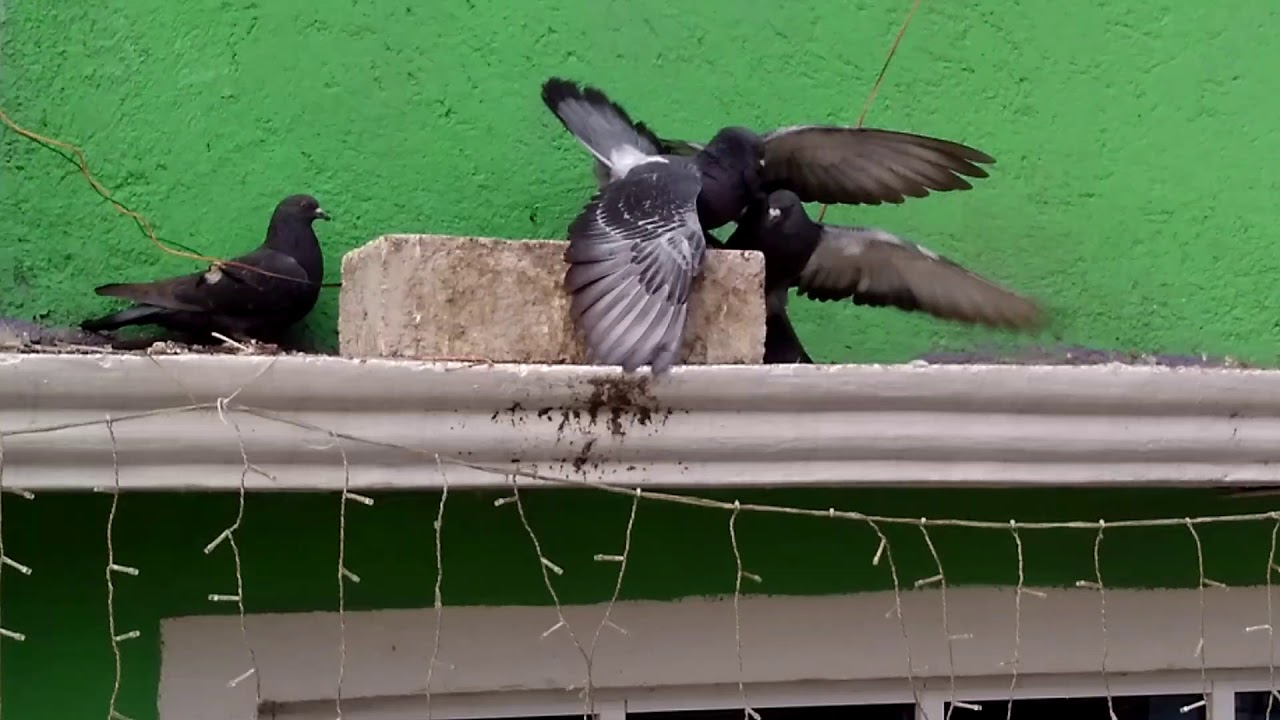 La pelea de palomas - YouTube