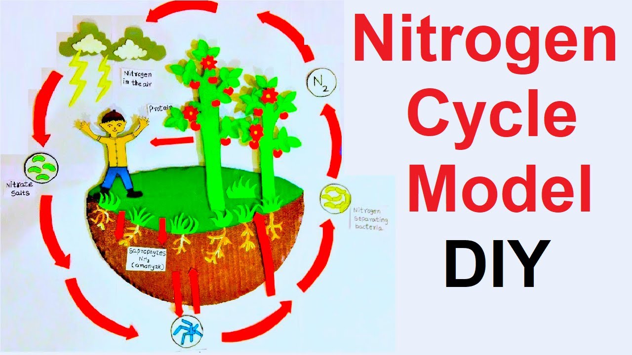 Nitrogen cycle model making using cardboard | DIY | science project ...