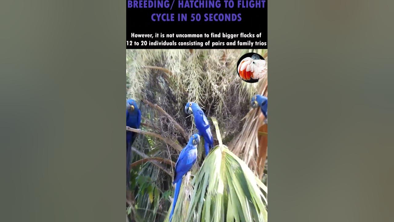 The Complete Life Cycle: Hyacinth Macaw Breeding to Flight - YouTube