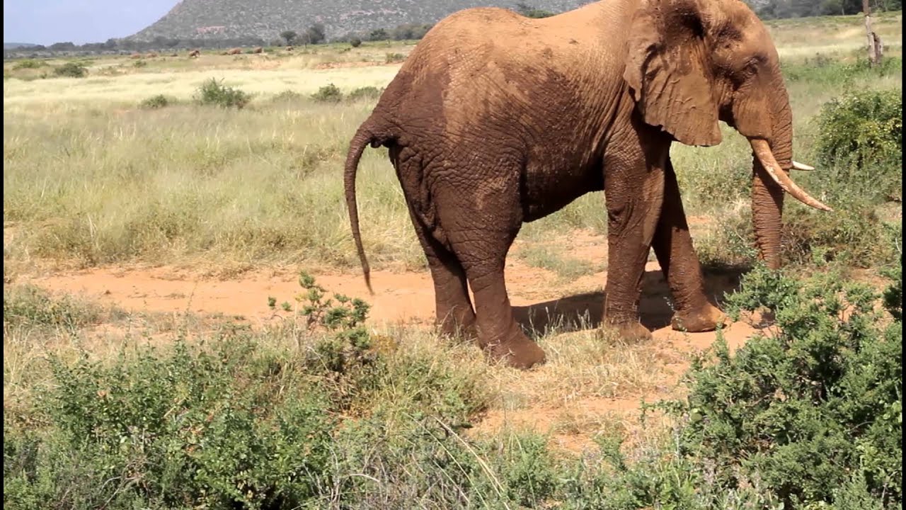 Playing "chicken" with a bull elephant. - YouTube