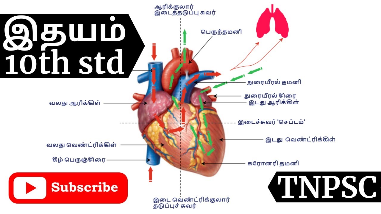 TNPSC GROUP 1,2,2A,4: tnpsc science in tamil | tnpsc science full ...
