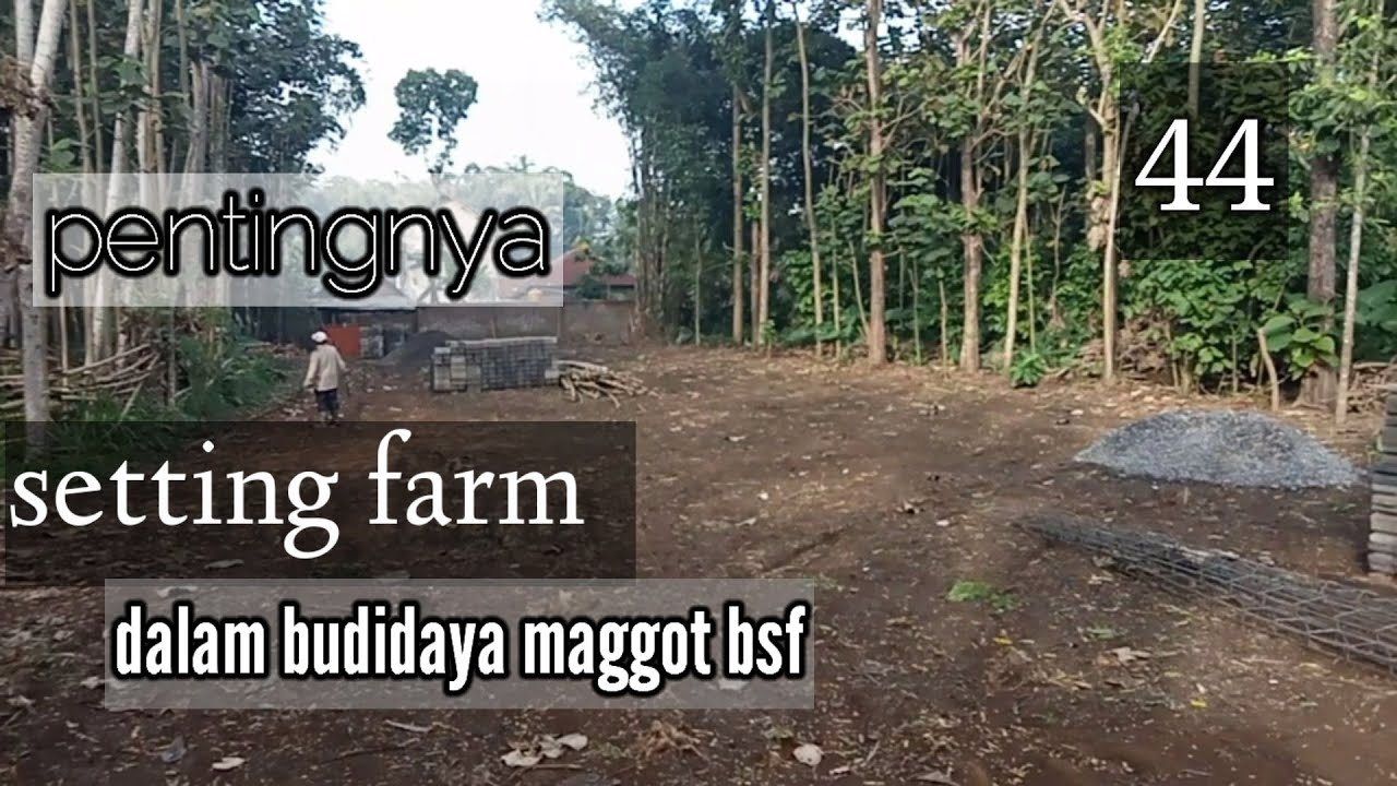 setting farm budidaya maggot - YouTube