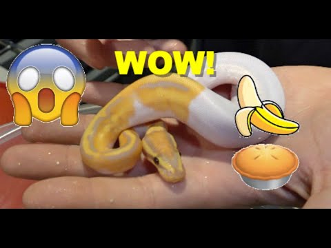 Orange And White Banana Dinker Pied! Ball Python Clutch Update! - YouTube