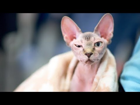 Vidéo de chats courte mais drôle 😹 à mourir de rire 😹 incroyable ces ...