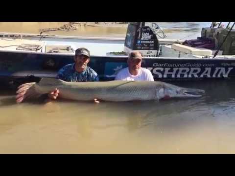 Releasing a 200 lb 8 foot alligator gar - YouTube