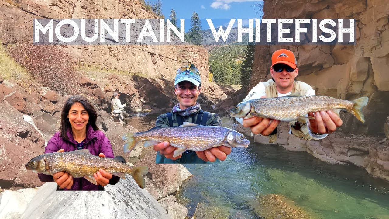 Mountain Whitefish Colorado Fly Fishing {Catch Clean Cook: Smoked ...