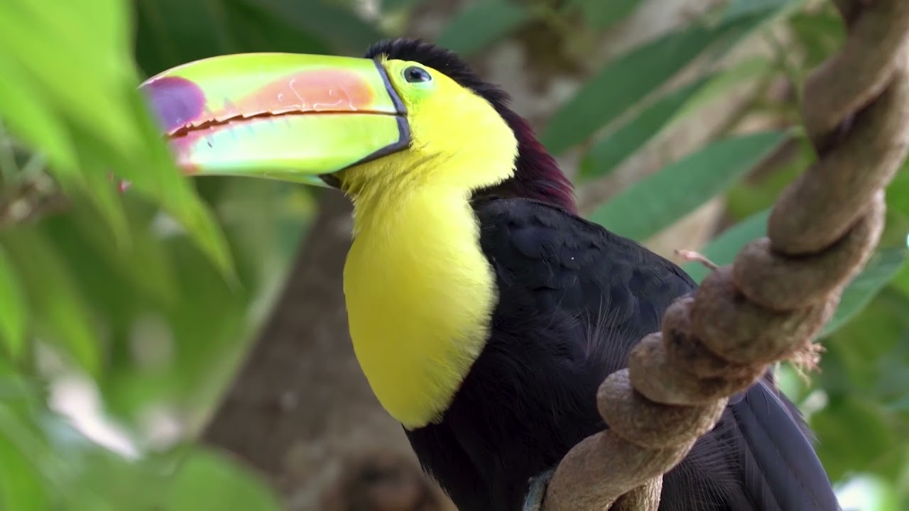 Toucan Bird | Nature | HD Video Footage | Copyright Free Stock Footage ...
