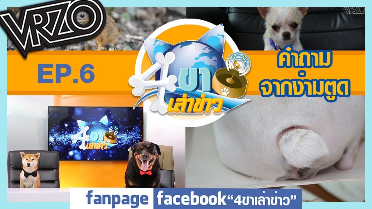 4ขาเล่าข่าว - คำถามจากง่ามตูด [Ep.6] l VRZO - YouTube