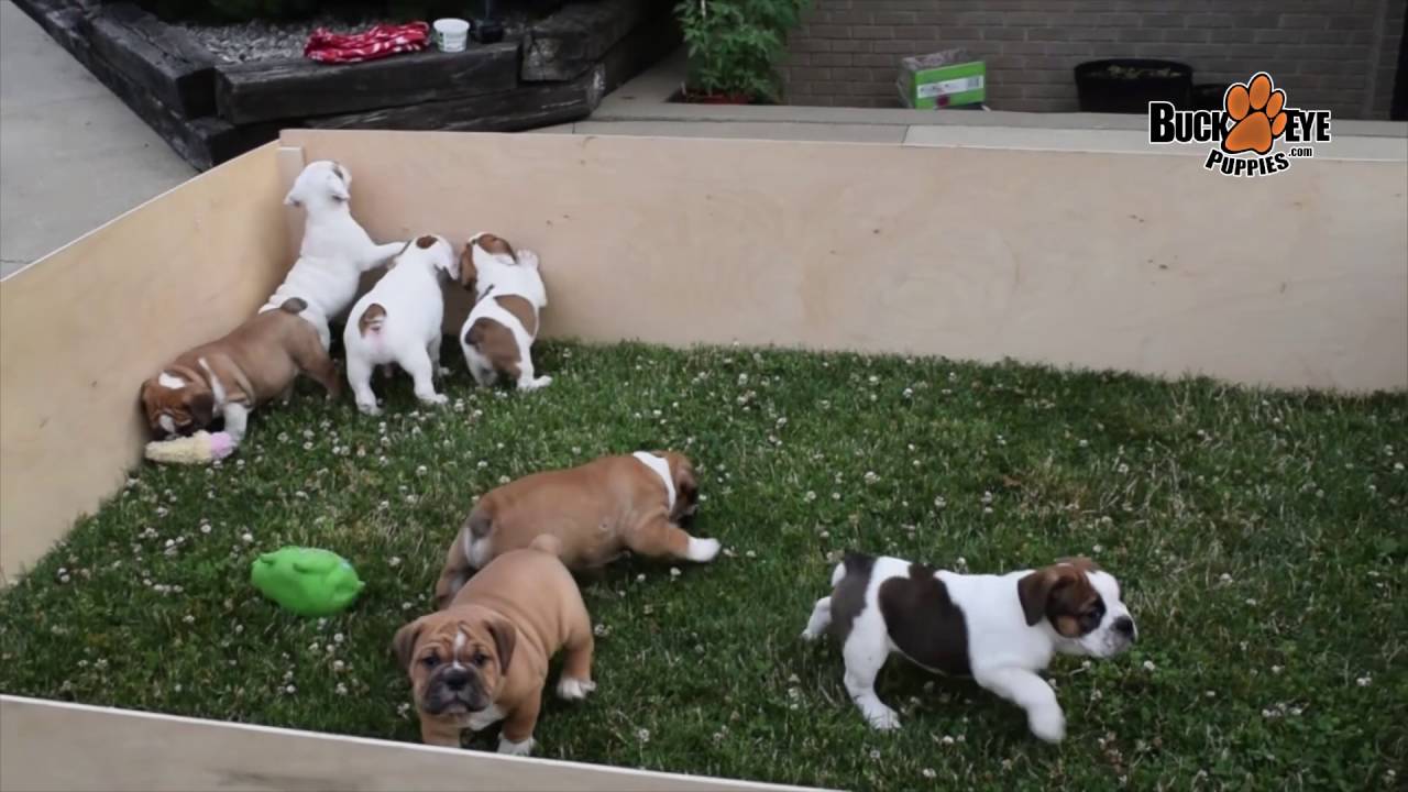 Beabull Puppies - YouTube