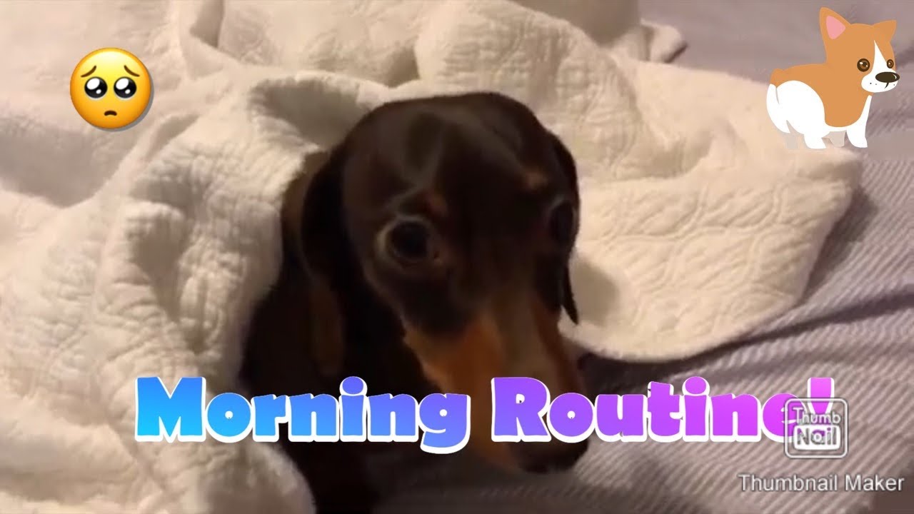 My Dog’s Morning Routine! - YouTube