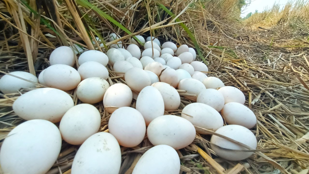 wow amazing! pick a lots of eggs duck in the straw at field a farmer ...