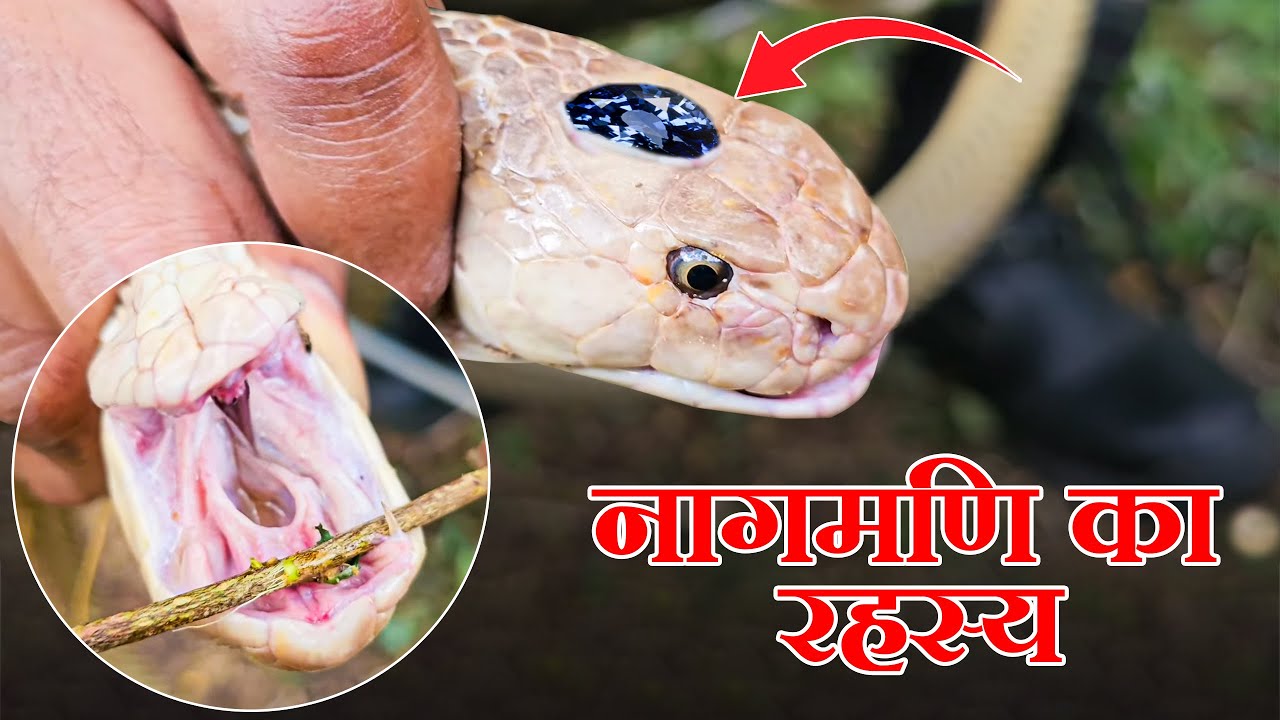 देखिए नाग के सिर से कैसे निकलता है नागमणि, Nagmani real or fake video ...