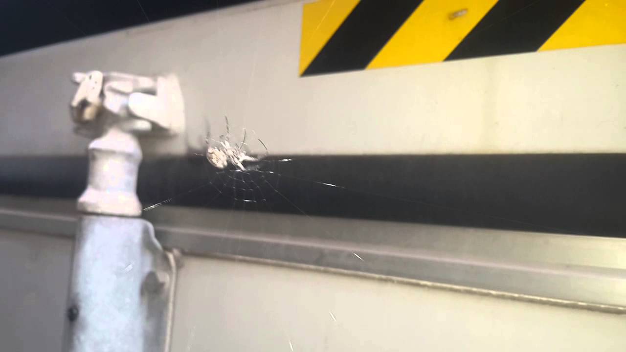 how a spider building a house - YouTube