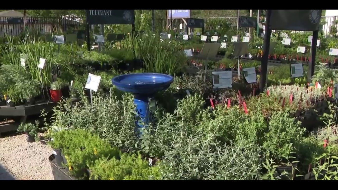 Tips to care for Houston-friendly plants - YouTube