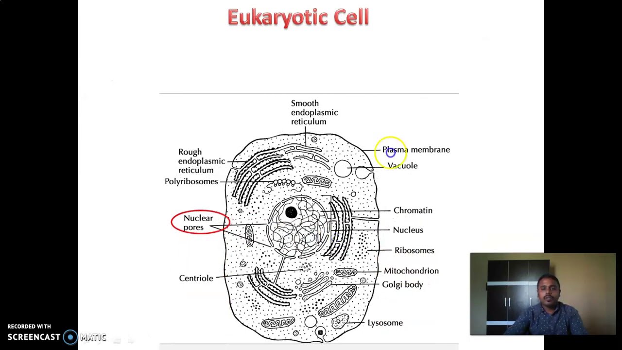 Eukaryotic cell - Ultrastructure - YouTube
