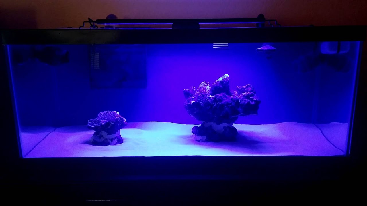 How to setup a 20 gallon nano reef tank, Rockscape - YouTube