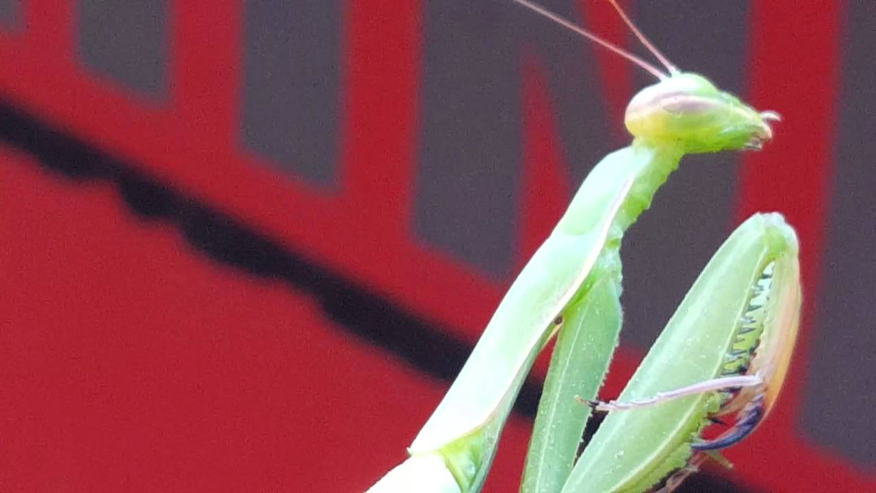 WATCH VIDEO GIVE A PRAYING MANTIS A DRINK OF WATER - YouTube