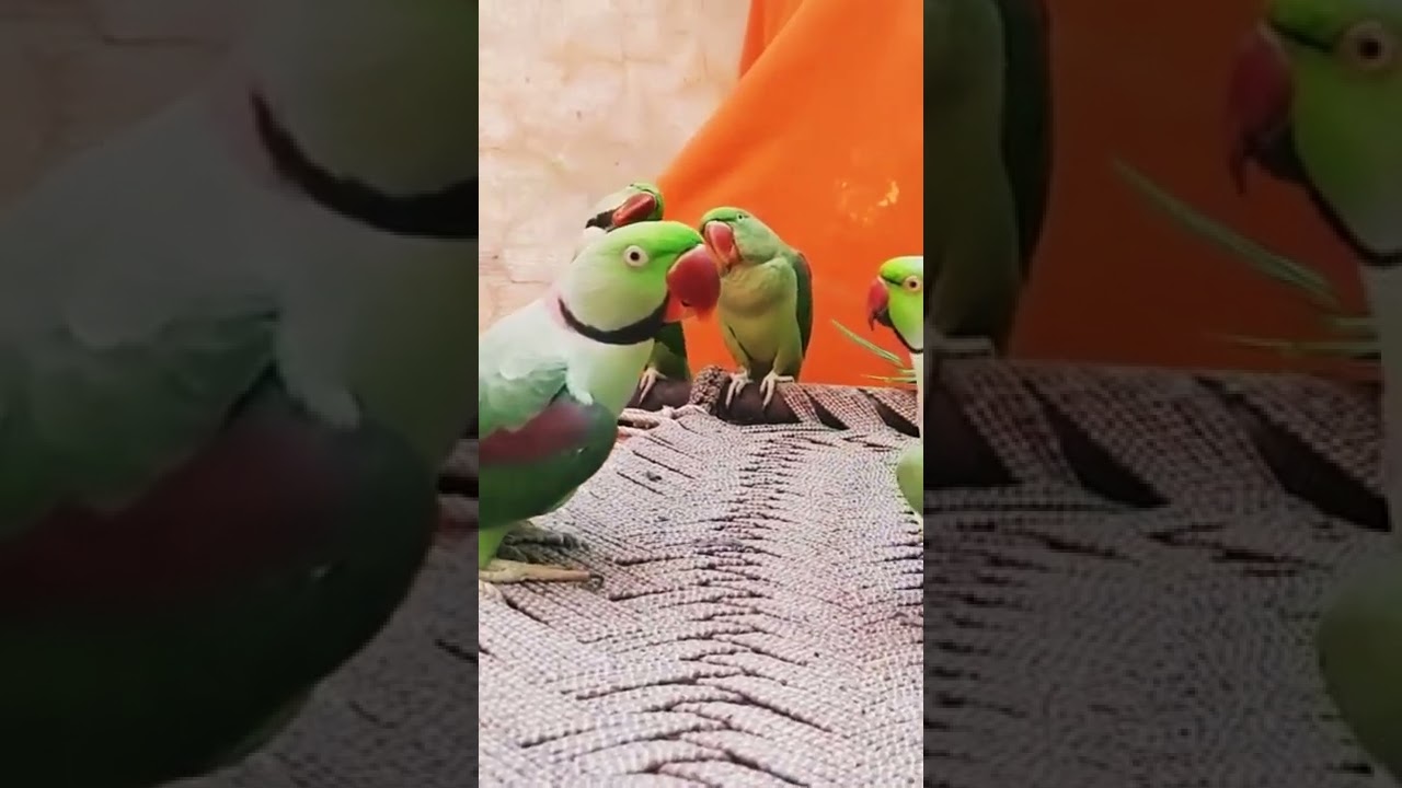 #Rose ringed birds kids videos - YouTube