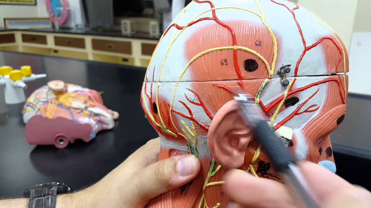 Anatomy Lab - 20 - Head and Neck (Part 02) - YouTube