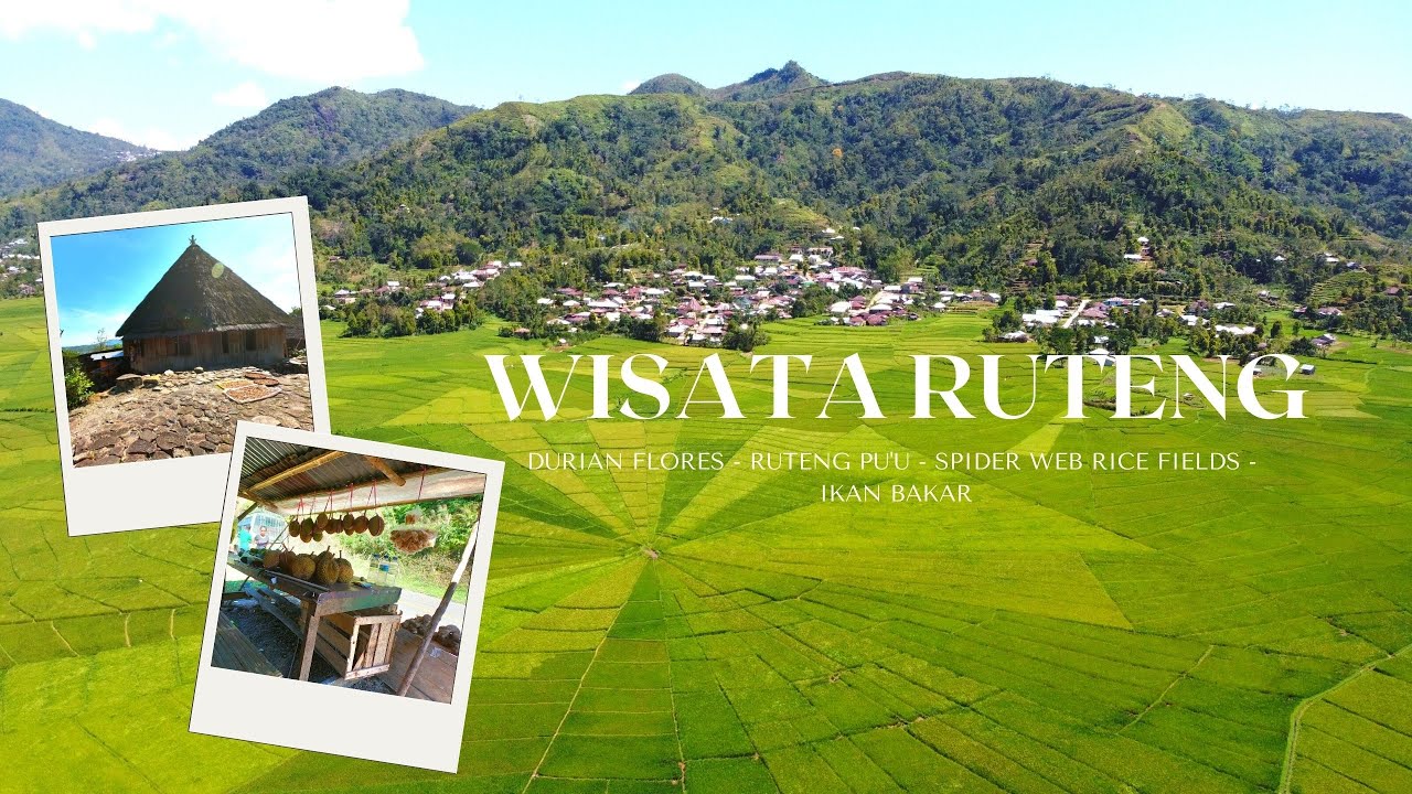 [NTT-3] Wisata Ruteng - Jajan Durian | Sawah Sarang Laba-Laba | Kampung ...