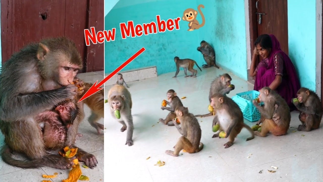 Please Welcome 6th new Member In Our Vanar Sena🙏🙏| Monkeys Very Very ...